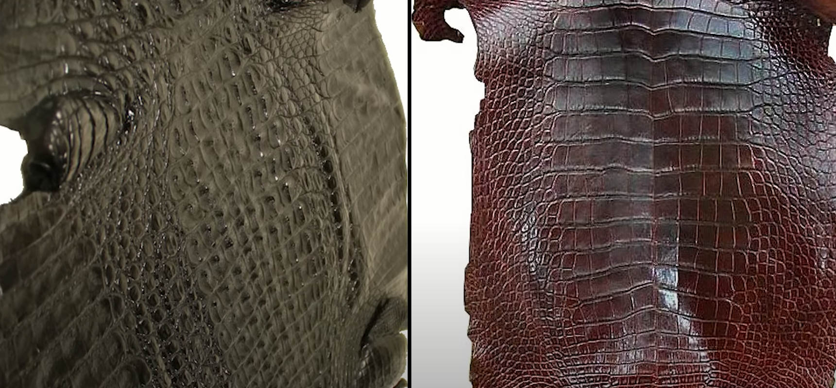 Alligator vs. Crocodile Leather: What’s the Difference? - LeatherProfy