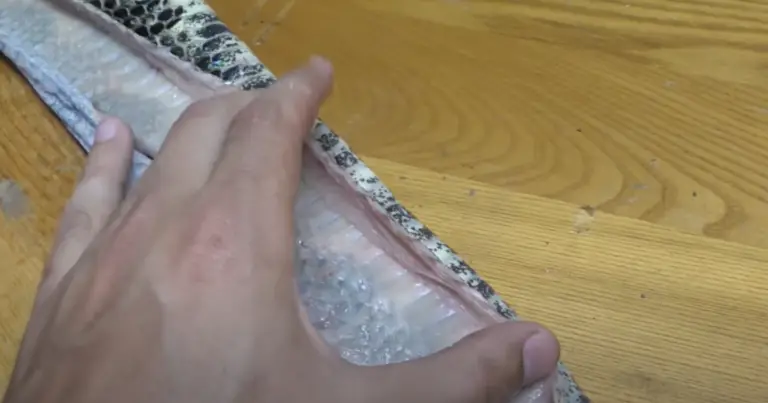 How to Tan a Snake Skin? - LeatherProfy